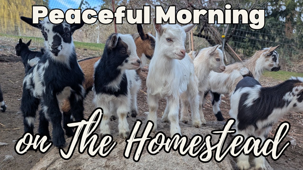 Peaceful Morning on The Homestead - YouTube