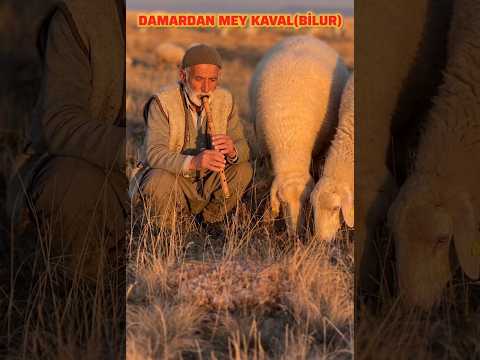 DAMARDAN MEY KAVAL (BİLUR) DİNLEMEDEN GEÇME