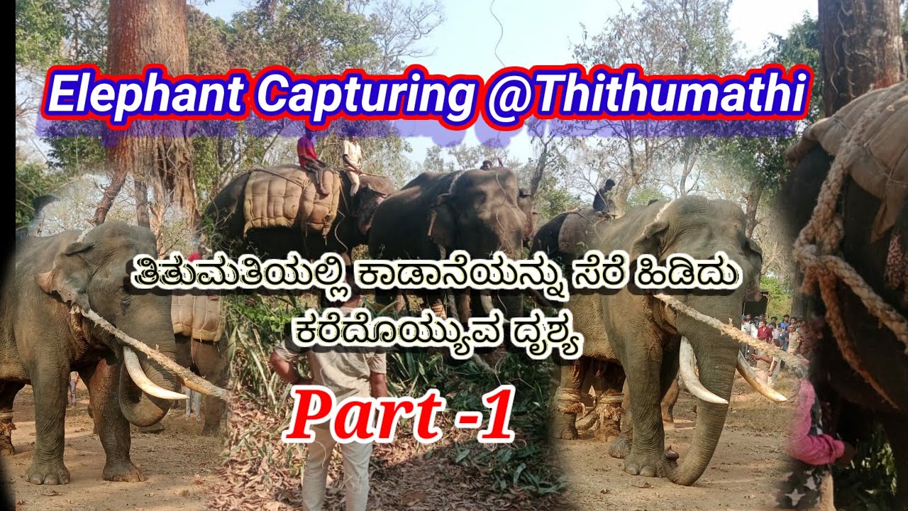 Captured a wild Elephant with help of kumki in thithimathi, #Kodagu ...