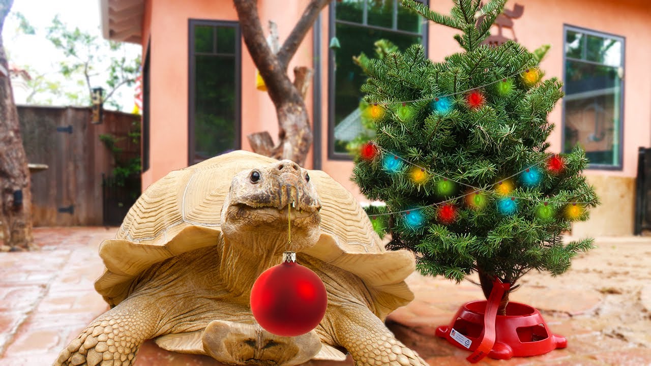 Spoiling My Tortoise With His Own Christmas Tree! - YouTube