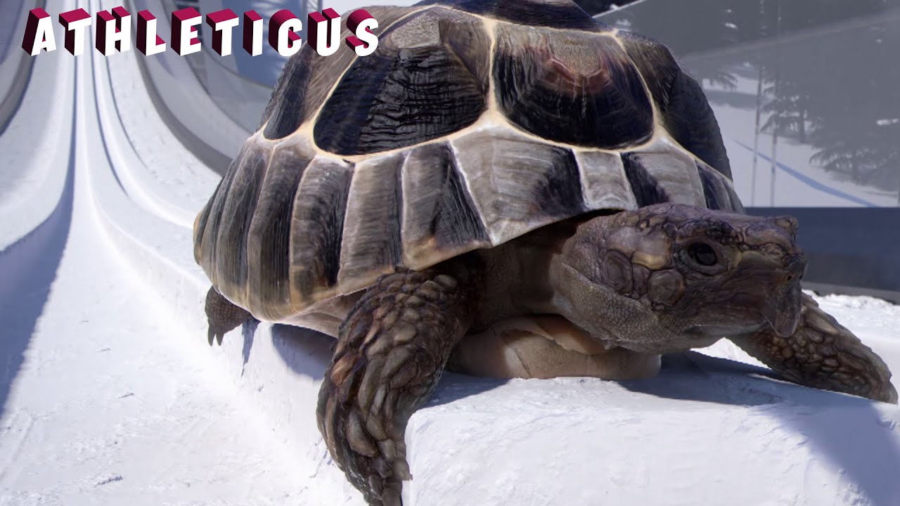 JUMP! 🐢 Athleticus | Sport animals | Cartoon in English - YouTube