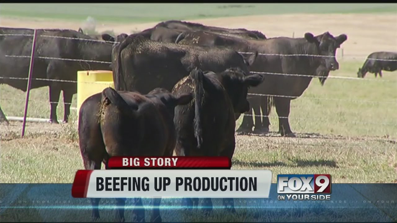 Simplot announces multi-million dollar beef packing plant in Kuna - YouTube