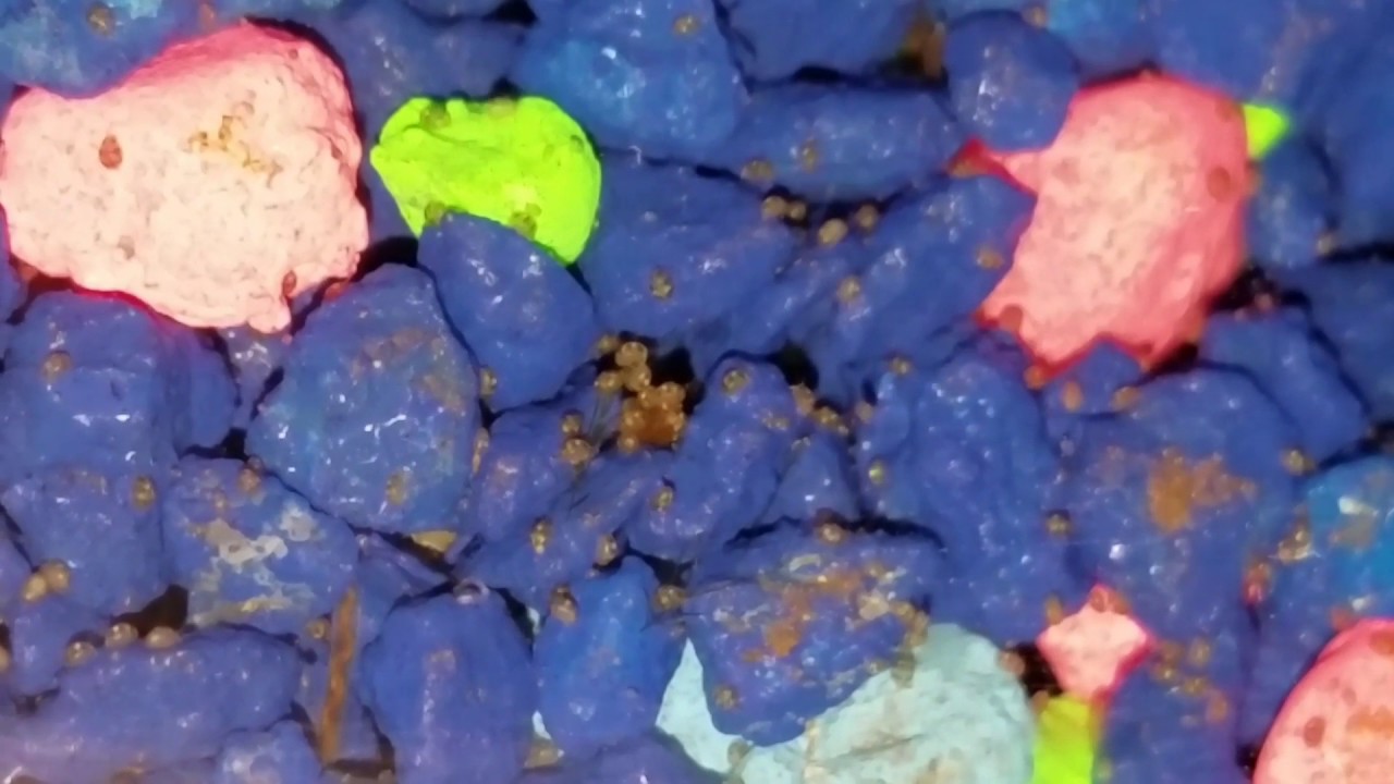 Infested tank - YouTube