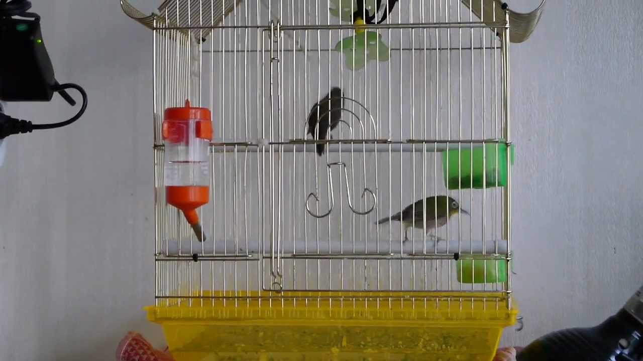 White-eye Bird Tumbling - YouTube