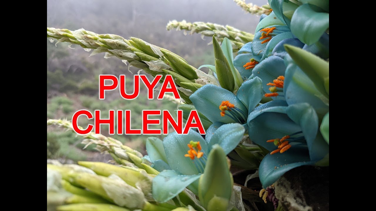 PLANTA Chagual (Puya chilensis) - YouTube