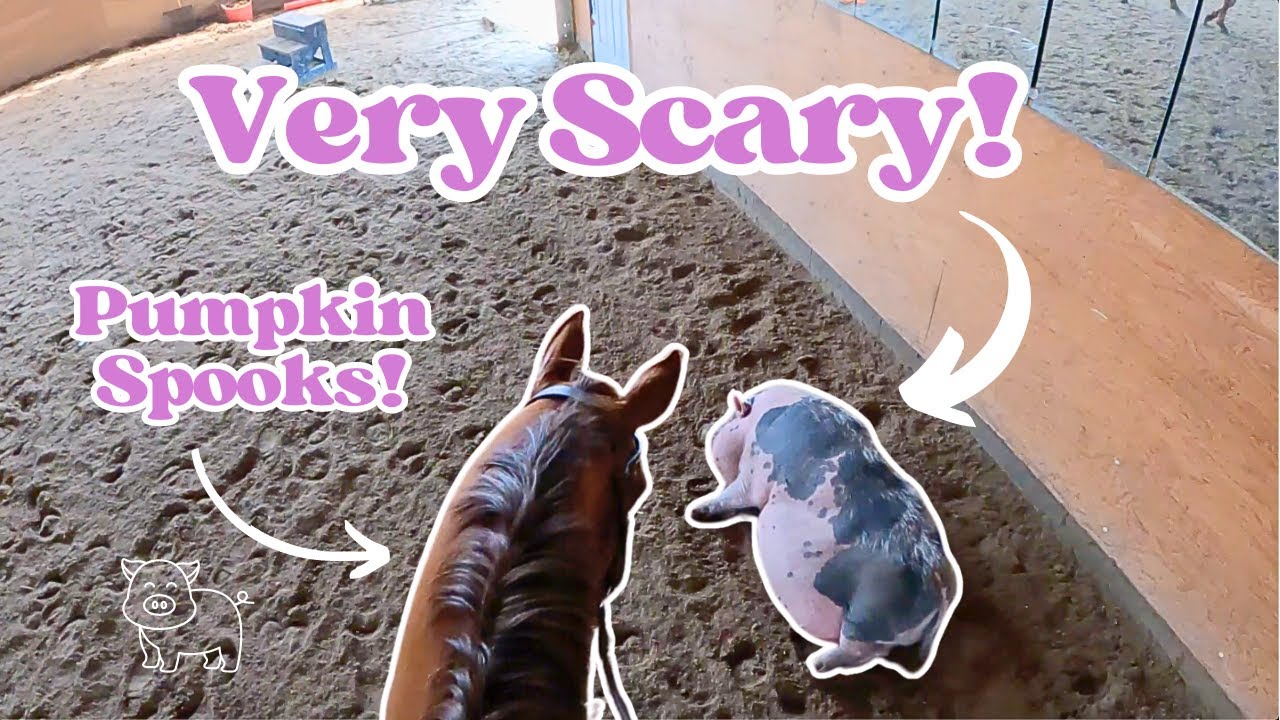 A VERY SCARY RIDE! | Horse Riding Lesson Vlog - YouTube