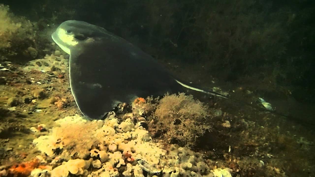 Bat Ray - YouTube