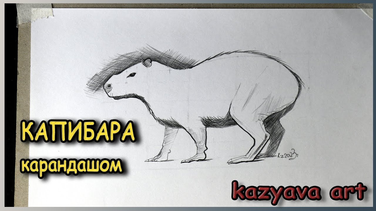Как нарисовать КАПИБАРУ карандашом ПОэтопное рисование Youtube