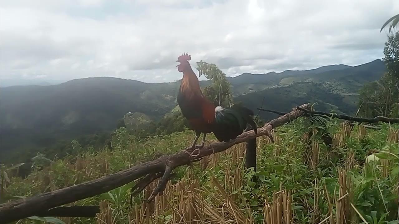 me nyuam qaib qua zoo heev nawb - YouTube