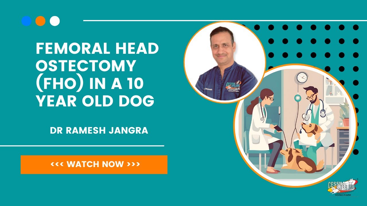 Femoral Head Ostectomy(FHO) In A 10 Year Old Dog | Cessna Lifeline ...