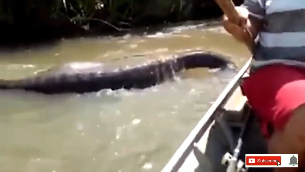 GIANT SNAKE IN WATER! - YouTube