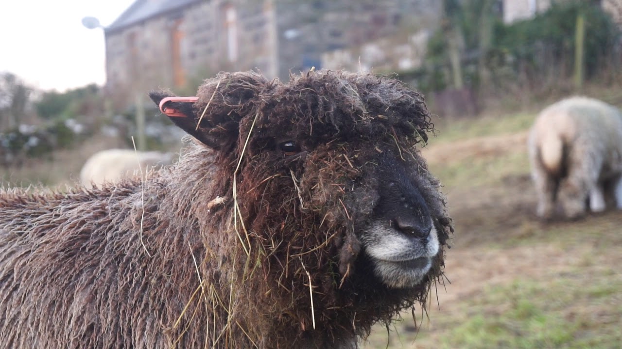 ryeland sheep - YouTube