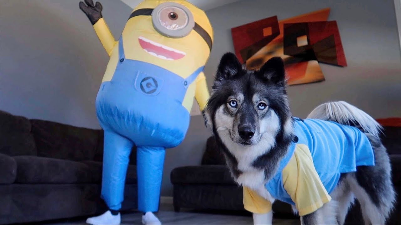 Giant Minion Becomes Best Friends With Dog! - YouTube