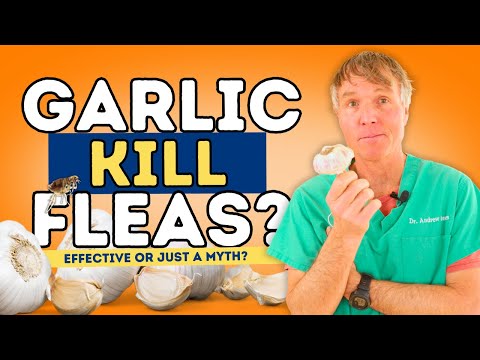 Is Garlic Good For Repelling Fleas
