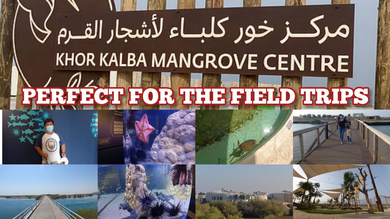 INSIDE THE NEWLY OPENED KHOR KALBA MANGROVE CENTRE | 4k | SHARJAH UAE ...