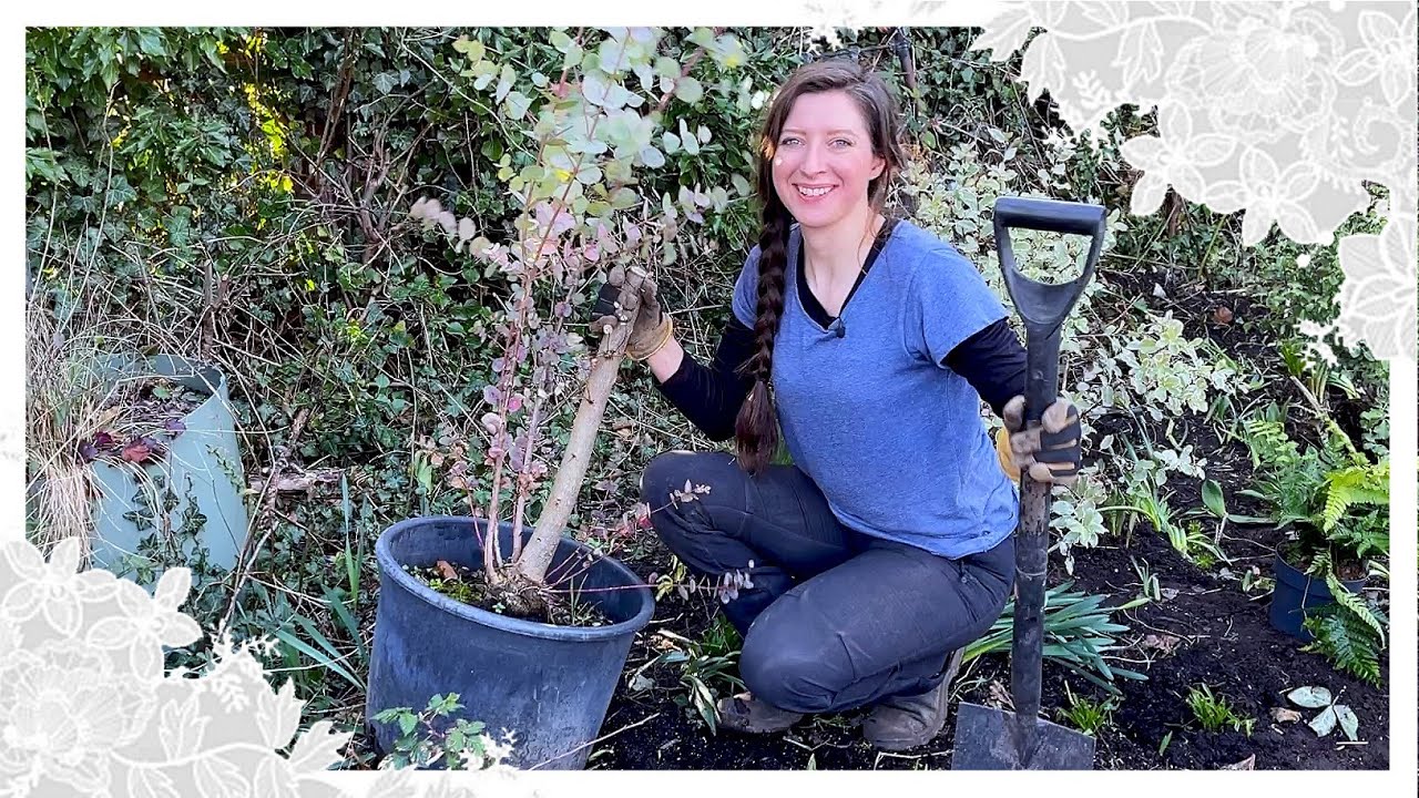 Planting a Shrub Border for Flower Arranging Foliage - YouTube