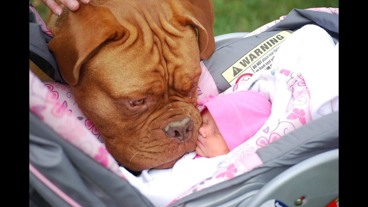 Funny cats , Dogs and babies playing together - Cute Dog & cat & baby ...