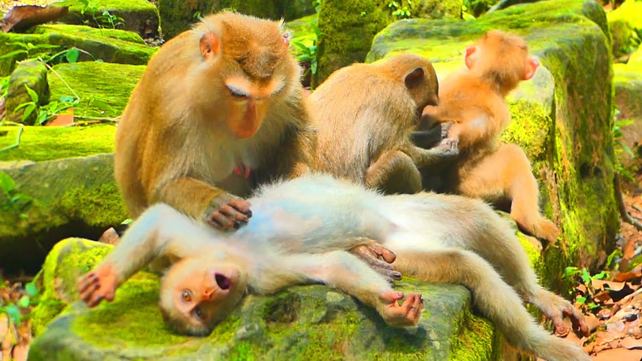 Lucie monkey feels really comfortable while her mama Luna pay attention ...