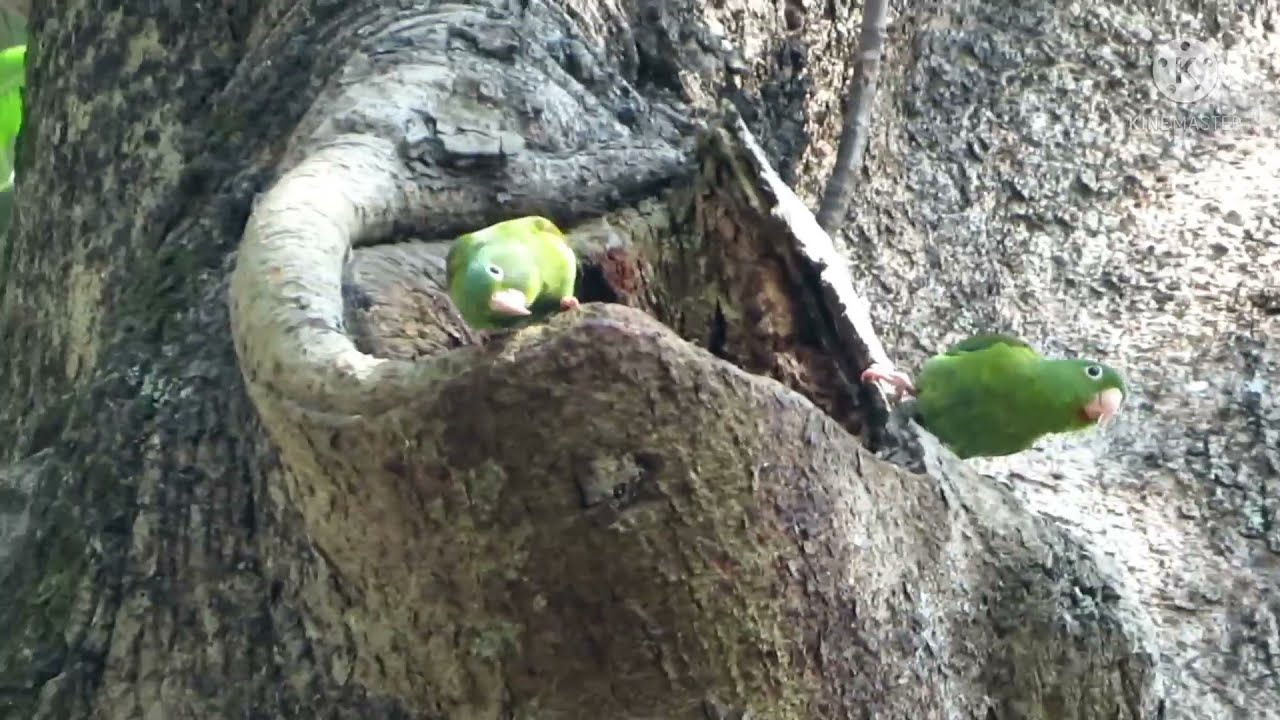 PERICOS VERDES TIPS COMPORTAMIENTO SALVAJE - YouTube