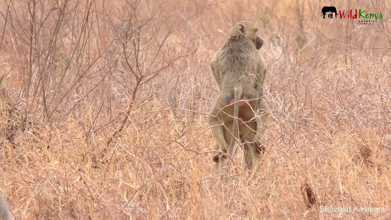 Baboons Making Babies - YouTube