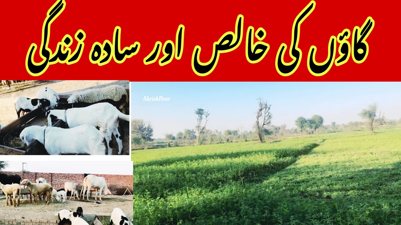 Gaoun gaiye or milay pure daisi gifts|| Village life Of Pakistan ...