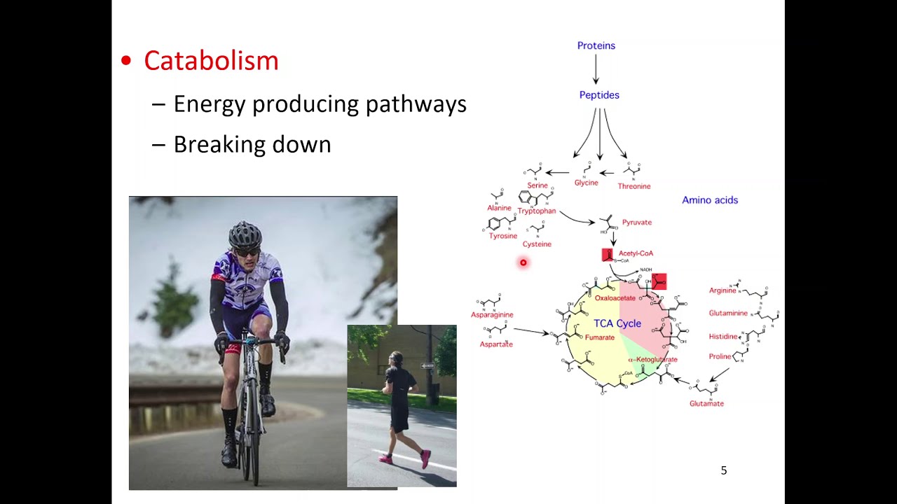 Lecture 7: Bioenergetics and Reaction Types - YouTube