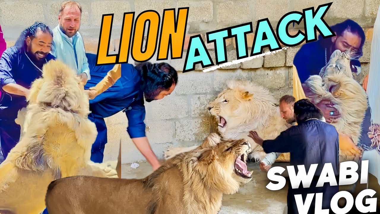 Simba Attack on me😨 Swabi vlog with new lion Simba | Shero ka badshah ...