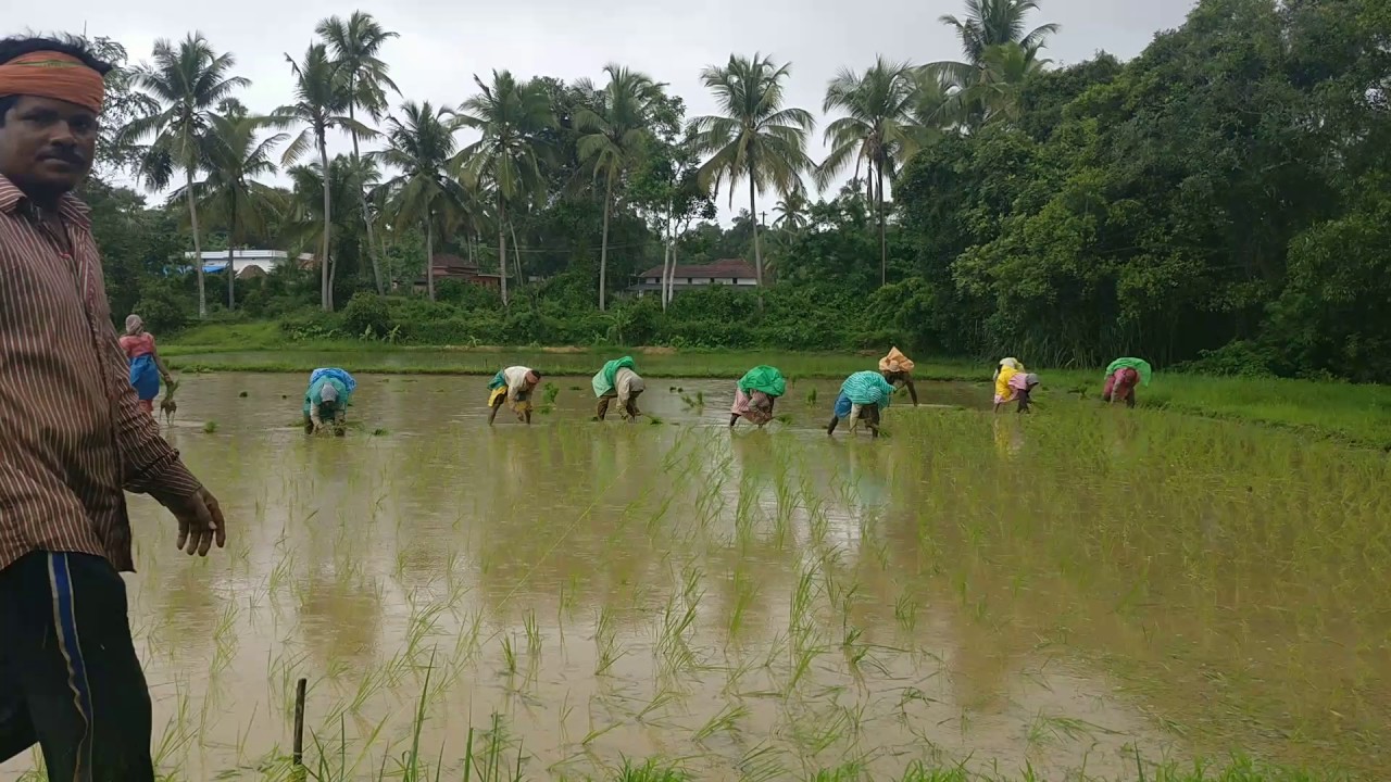Paddy transplant - YouTube