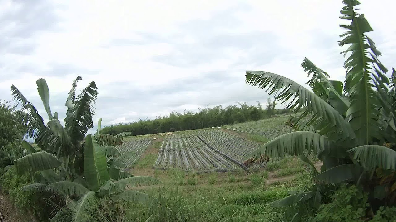 Volando en Tucanes - Armenia - YouTube