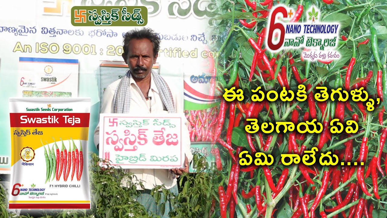 Swastik Teja || 23 || Fresh & Dry Red Chilli || Swastik Seeds || F1 ...