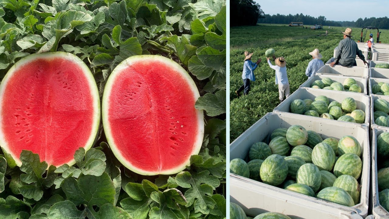 How to Grow Sweet Watermelons - Growing watermelon Technique - YouTube