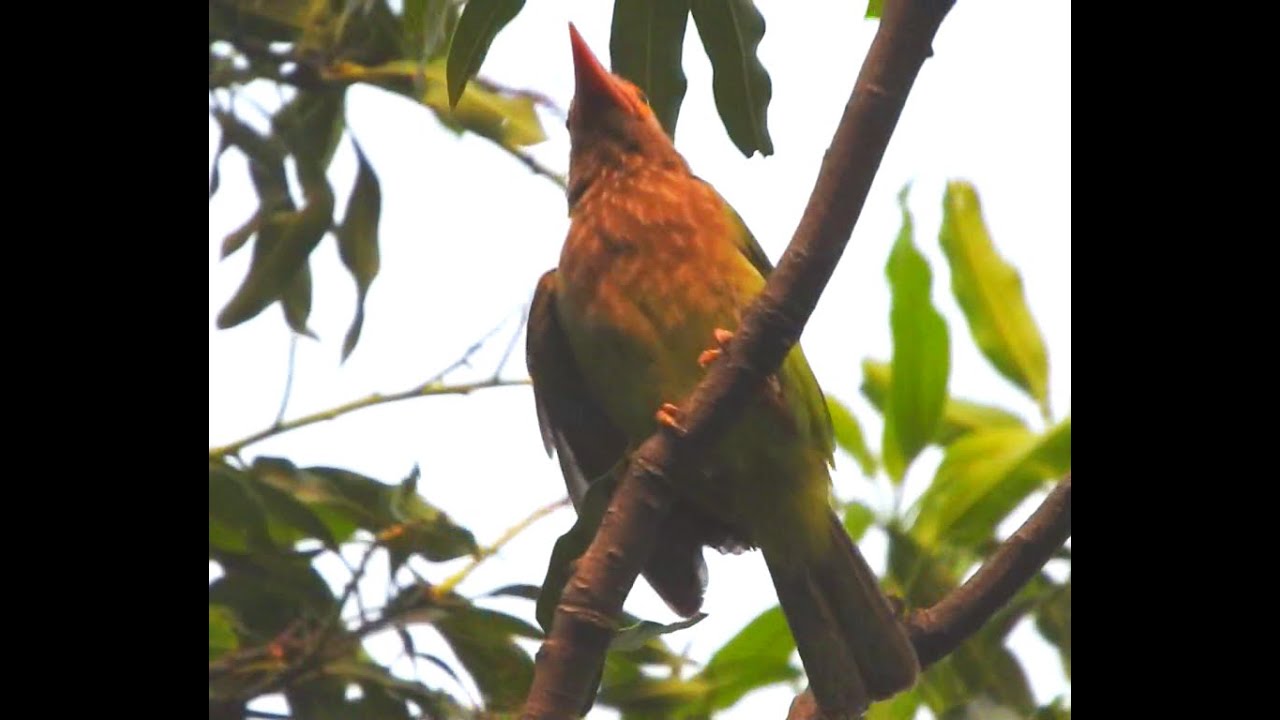Lineated Barbet Bird - YouTube