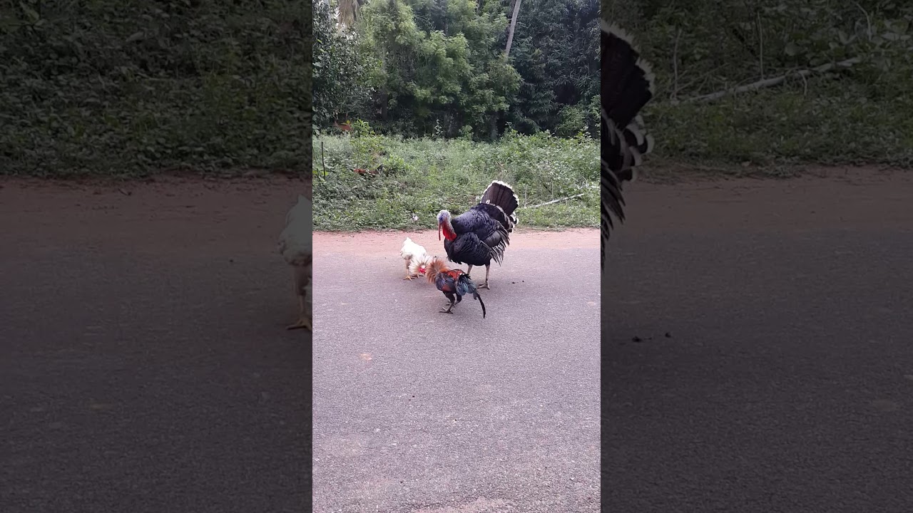 Mudavai rooster vs turkey - YouTube