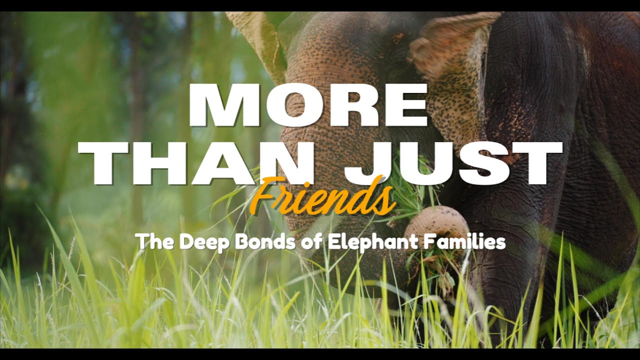 Elephants: The Secret Lives of a Genius Species #wildlife #animalfacts ...
