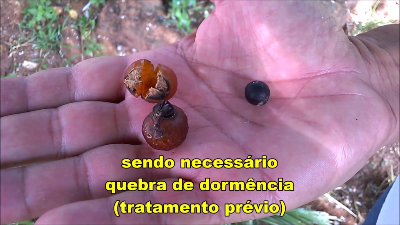 O Sabão-de-macaco ou Saboneteiro da Praça Dr. Joaquim Batista ...