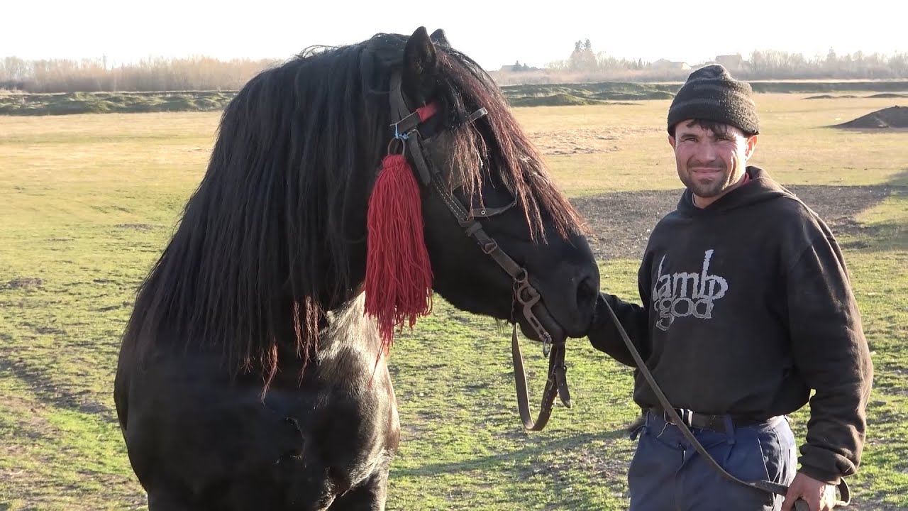 Armasarul lui Pavel de la Ghiroda, Timis - 2022 Nou!!! - YouTube