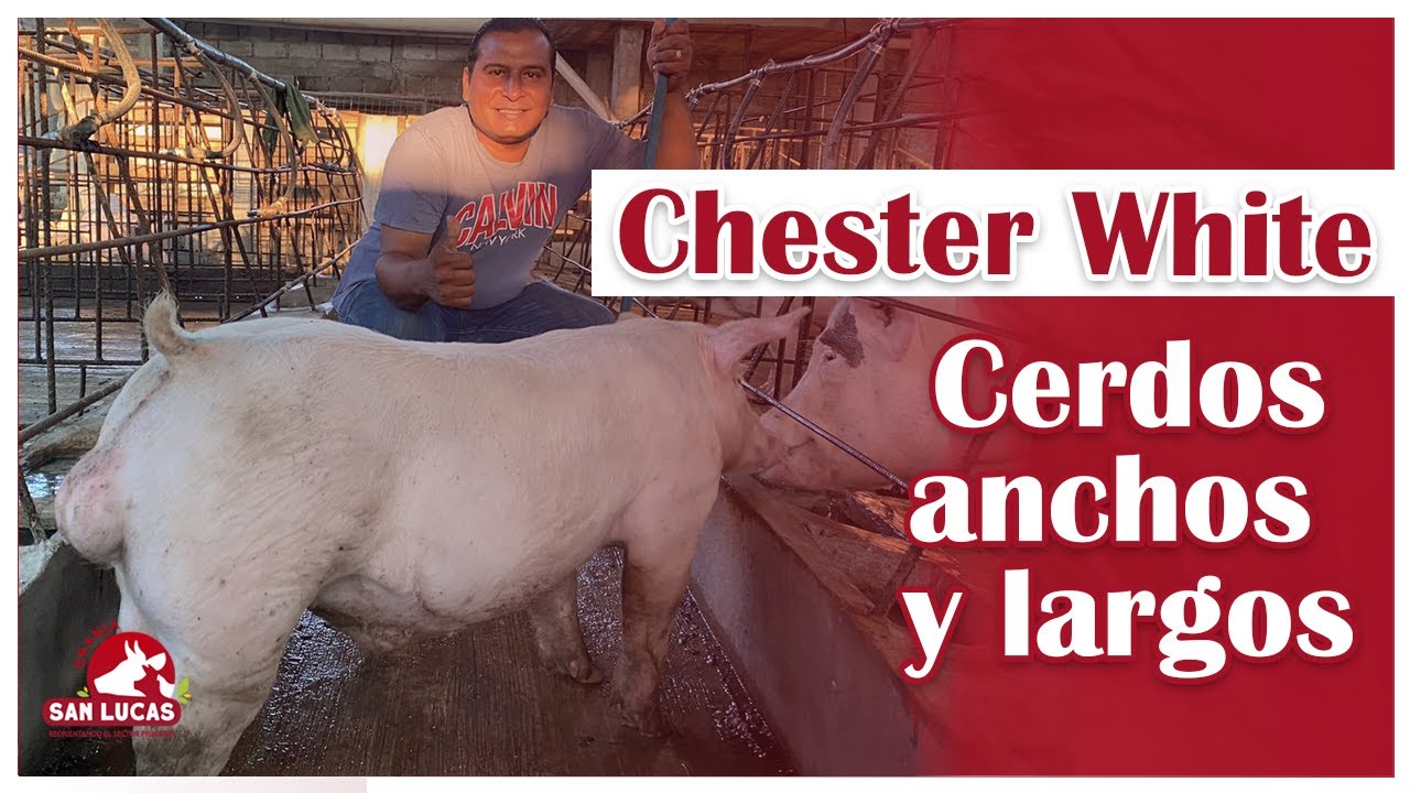 Razas de cerdos CHESTER WHITE | Granja San Lucas - YouTube