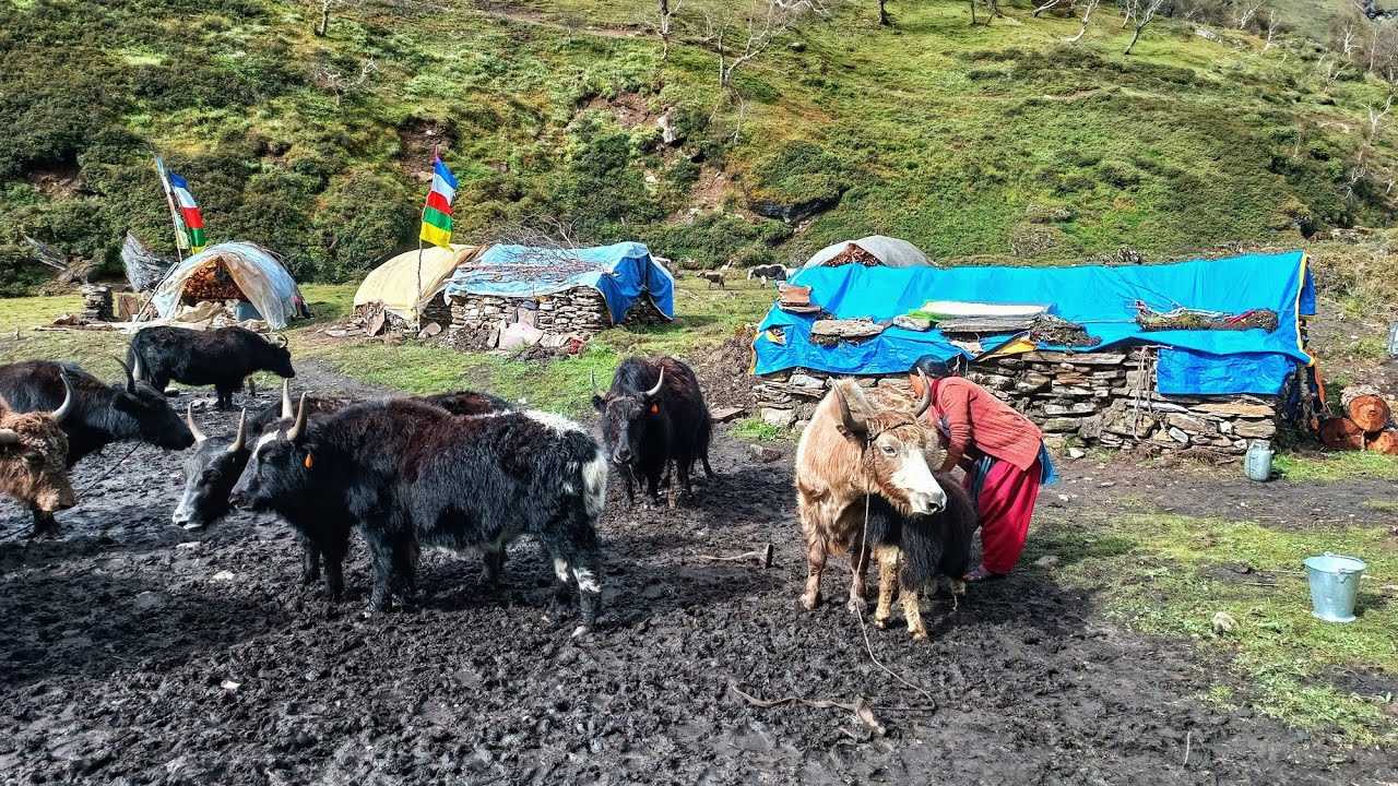most peaceful And Relxing Himalayan village Life |] Daily Activities of ...