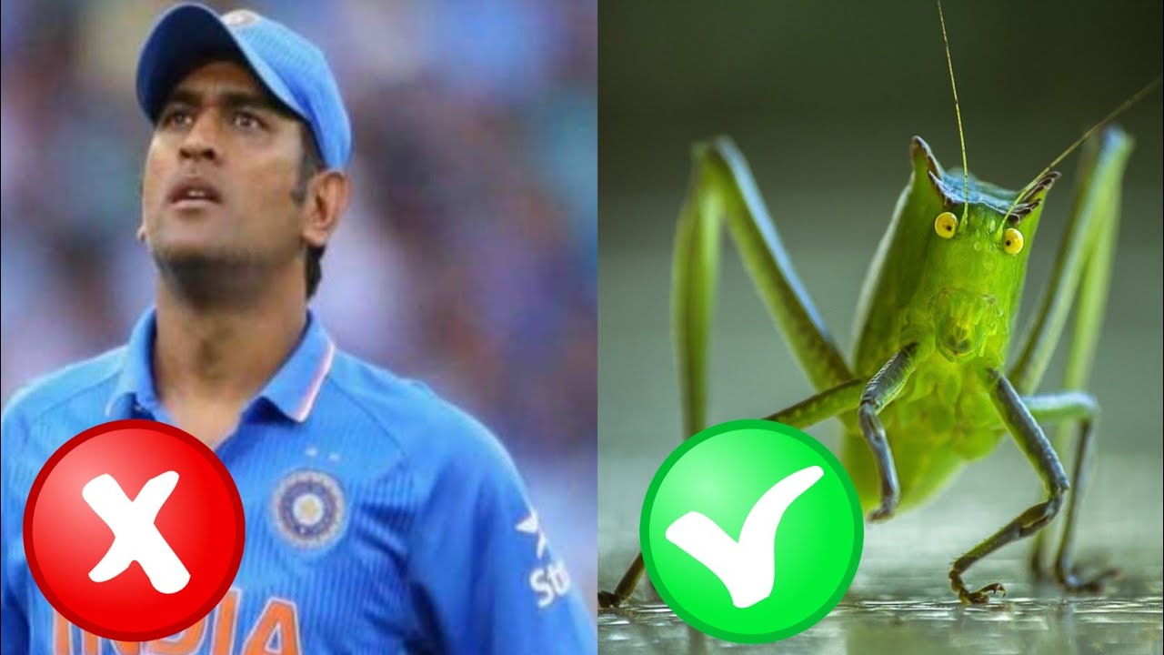 CRICKET INSECT || Cricket Insect Facts || Cricket Insect Sound At Night ...