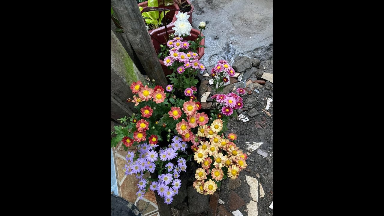 Pacol Flower Farm - YouTube