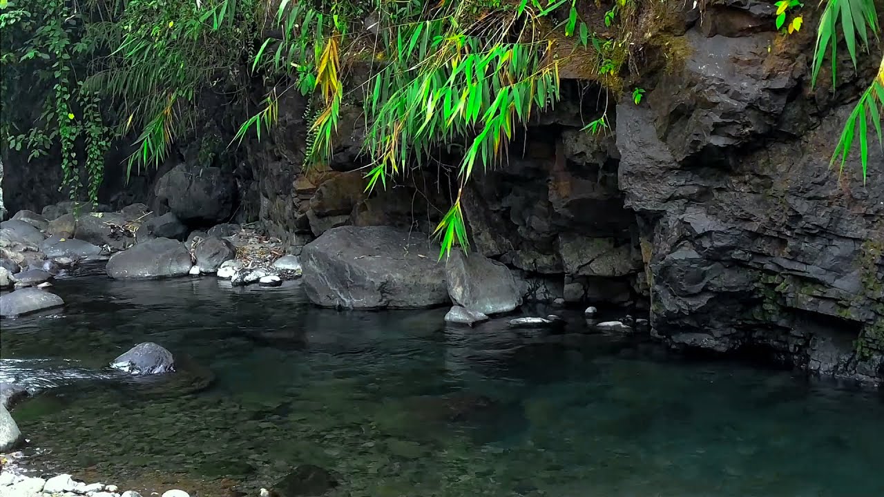 Relaxing Forest Atmosphere – Birds Singing & Babbling Brooks for Sleep ...