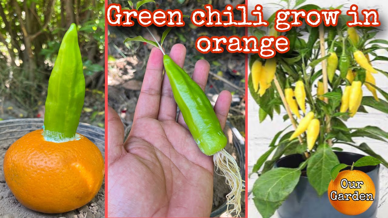 Green chilli grow in orange _ very helpful natural harmonies in ...