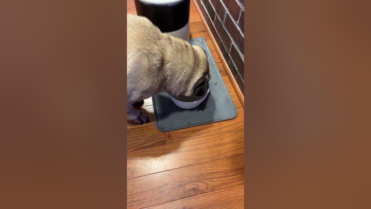 Pug pug pug water boy #pugsandor - YouTube