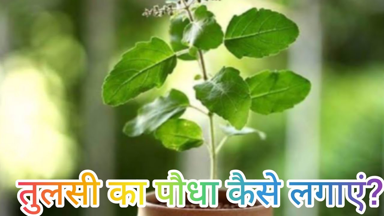 Planting Tulsi plant in small earthen pot|तुलसी का पौधा# ...