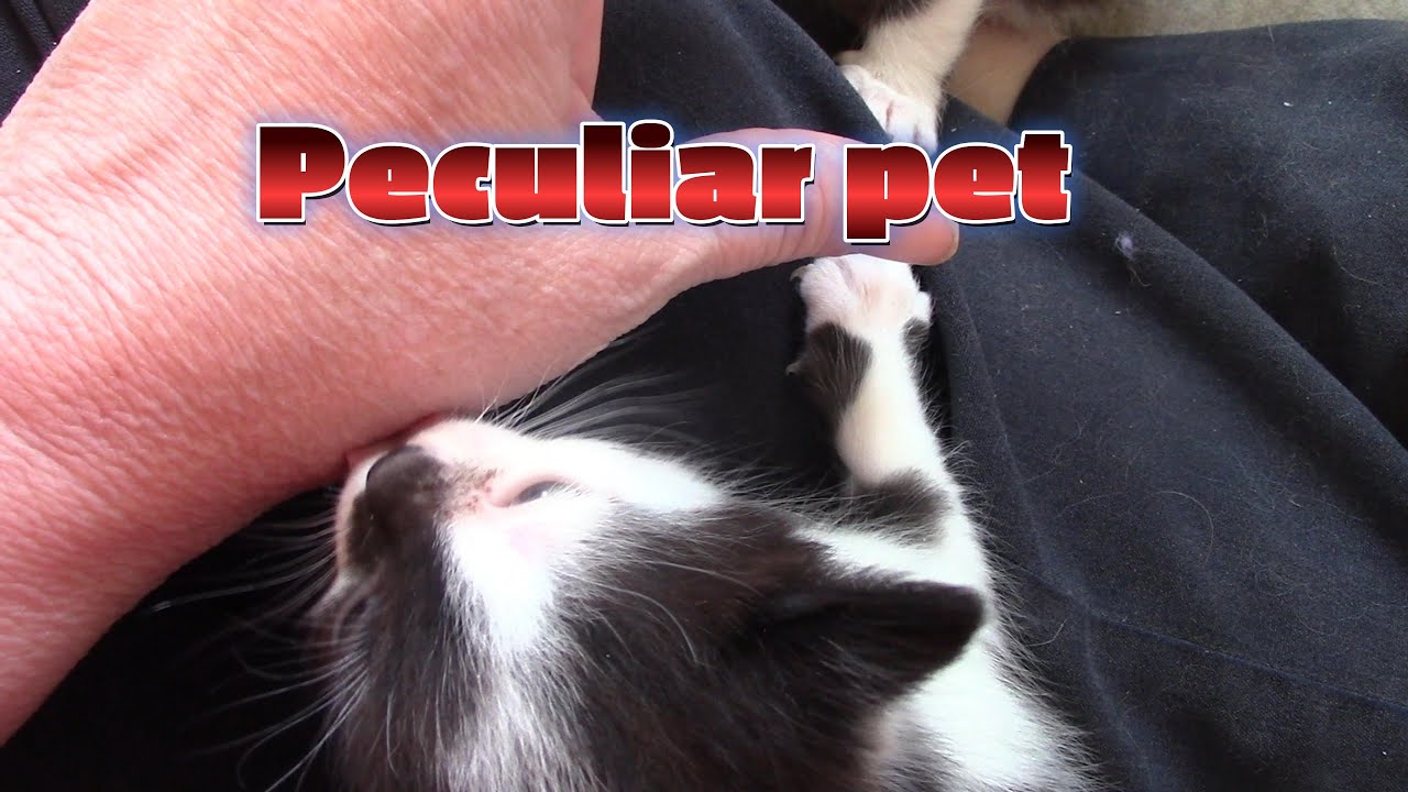 Peculiar Pet Cat January 2023 😻 - YouTube