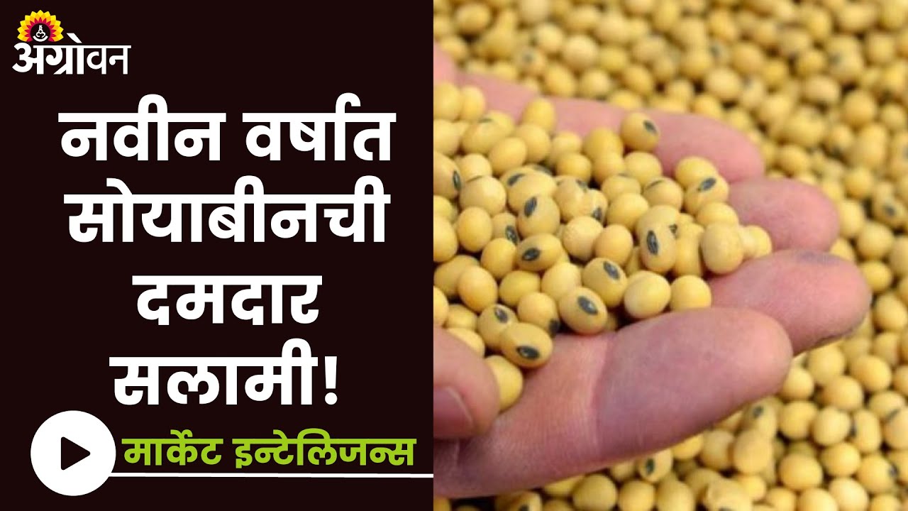Soybean Market : Soybean market gives good news to farmers | Agrowon ...