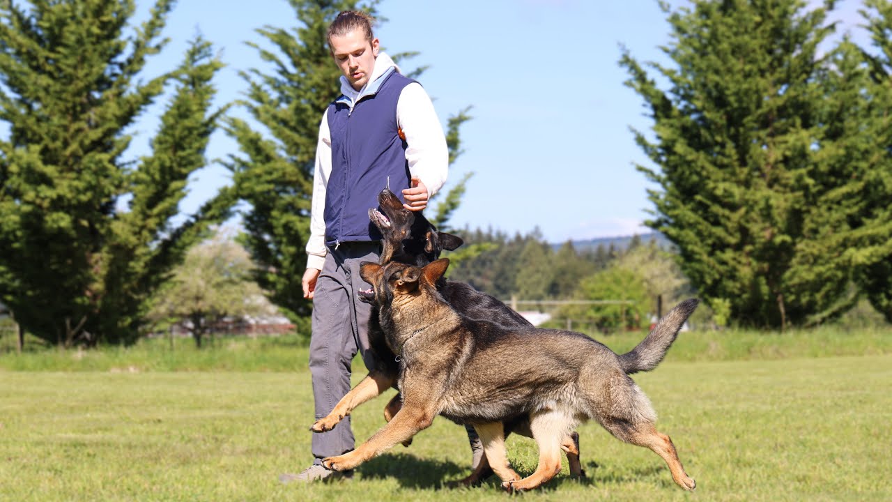 Tandem Training: Two Male Dogs Syncing Up for Success! - YouTube