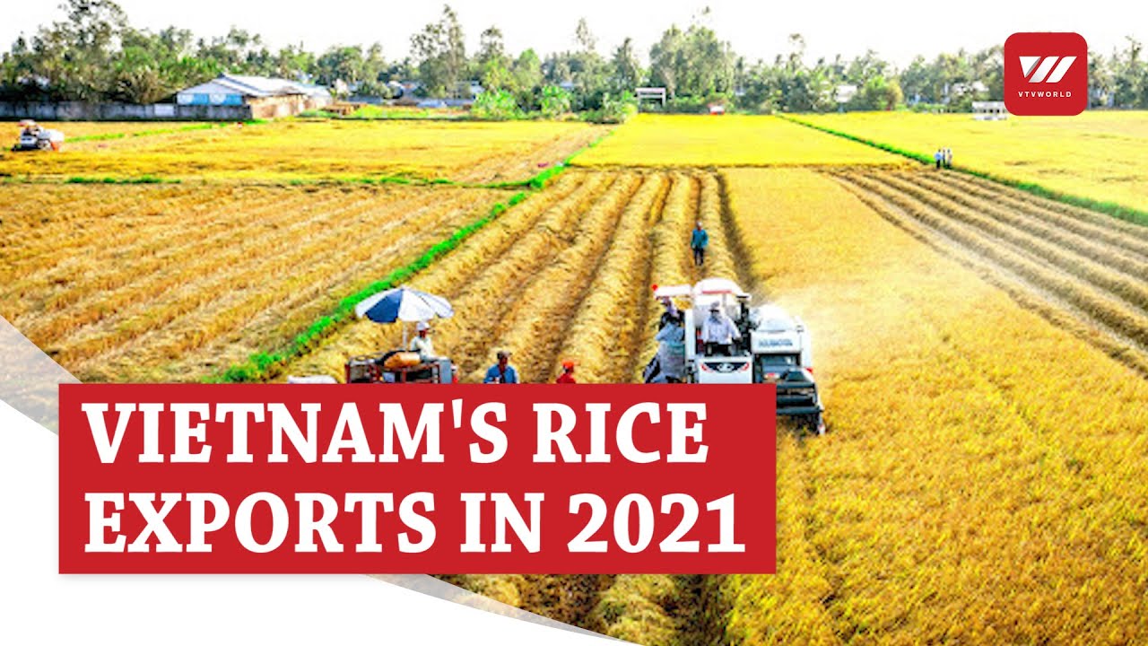 Vietnam's rice exports enjoy opportunities for breakthrough in 2021 ...