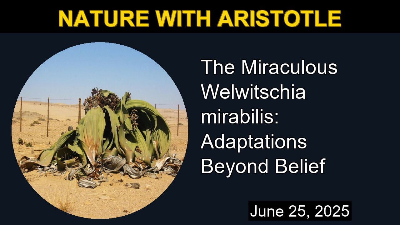 The Miraculous Welwitschia mirabilis: Adaptations Beyond Belief ...