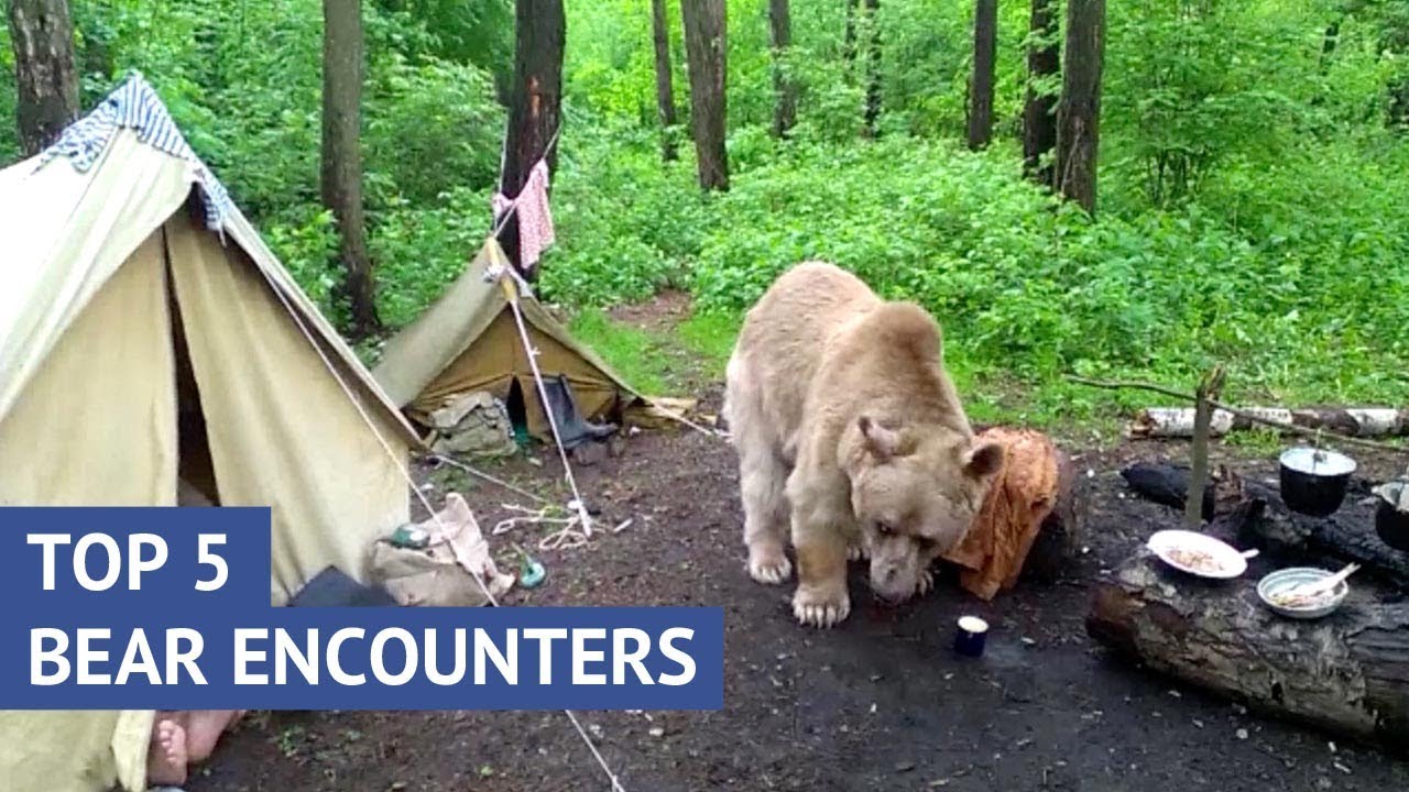Top 5 Bear Encounters - YouTube